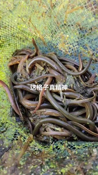 黄鳝价格多少钱一斤_2024年最新行情-第2张图片-山城妙识 黄鳝价格多少钱一斤_2024年最新行情-第2张图片-山城妙识