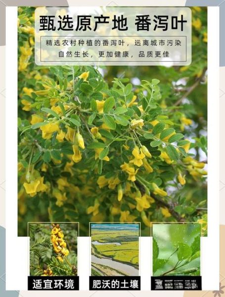 番泻叶的功效与作用_番泻叶的禁忌症有哪些-第1张图片-山城妙识