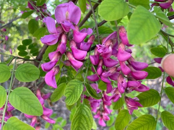 槐花长什么样_槐花外形特征-第1张图片-山城妙识 槐花长什么样_槐花外形特征-第1张图片-山城妙识