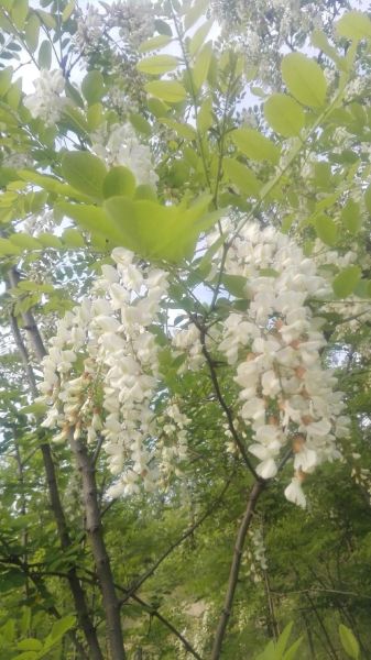 槐花长什么样_槐花外形特征-第2张图片-山城妙识 槐花长什么样_槐花外形特征-第2张图片-山城妙识