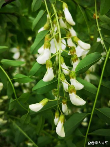 槐花长什么样_槐花外形特征-第3张图片-山城妙识 槐花长什么样_槐花外形特征-第3张图片-山城妙识