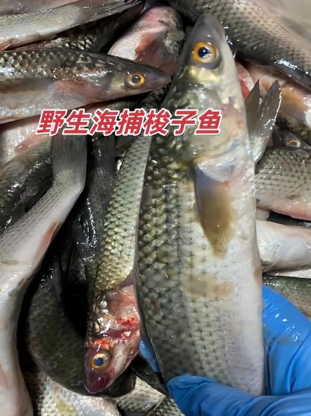 梭子鱼怎么捕食_梭子鱼为什么游得快-第3张图片-山城妙识