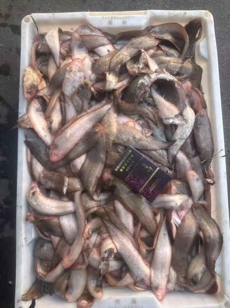 正宗龙利鱼多少钱一斤_龙利鱼价格为什么差异大-第1张图片-山城妙识 正宗龙利鱼多少钱一斤_龙利鱼价格为什么差异大-第1张图片-山城妙识