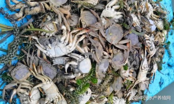 十亩螃蟹养殖利润_一年能赚多少钱-第3张图片-山城妙识 十亩螃蟹养殖利润_一年能赚多少钱-第3张图片-山城妙识