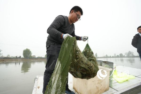 十亩螃蟹养殖利润_一年能赚多少钱-第2张图片-山城妙识 十亩螃蟹养殖利润_一年能赚多少钱-第2张图片-山城妙识