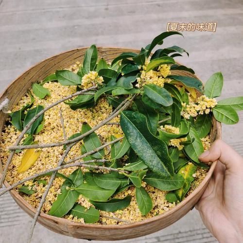 桂花蜜居无竹txt哪里下载_桂花蜜居无竹全文免费阅读-第2张图片-山城妙识 桂花蜜居无竹txt哪里下载_桂花蜜居无竹全文免费阅读-第2张图片-山城妙识