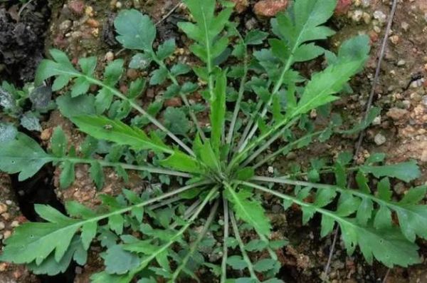 地菜子图片功效与作用_地菜子怎么吃最好-第1张图片-山城妙识 地菜子图片功效与作用_地菜子怎么吃最好-第1张图片-山城妙识