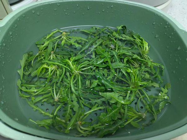 地菜子图片功效与作用_地菜子怎么吃最好-第3张图片-山城妙识 地菜子图片功效与作用_地菜子怎么吃最好-第3张图片-山城妙识