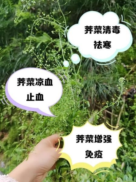 地菜子图片功效与作用_地菜子怎么吃最好-第2张图片-山城妙识 地菜子图片功效与作用_地菜子怎么吃最好-第2张图片-山城妙识