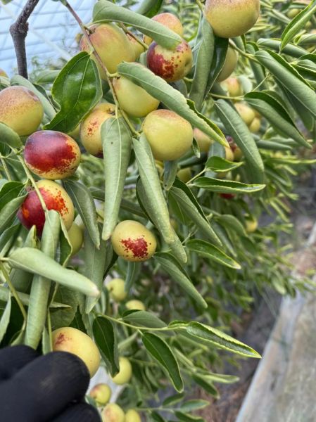 冬枣什么时候成熟_冬枣几月份采摘最好-第1张图片-山城妙识