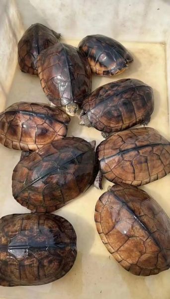 石金钱龟图片大全_如何辨别真假-第1张图片-山城妙识 石金钱龟图片大全_如何辨别真假-第1张图片-山城妙识