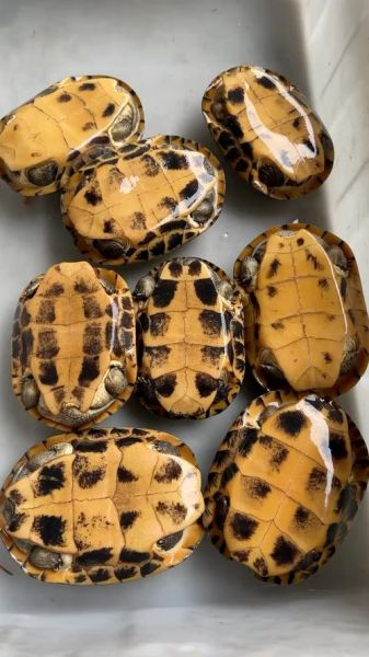 石金钱龟图片大全_如何辨别真假-第2张图片-山城妙识 石金钱龟图片大全_如何辨别真假-第2张图片-山城妙识