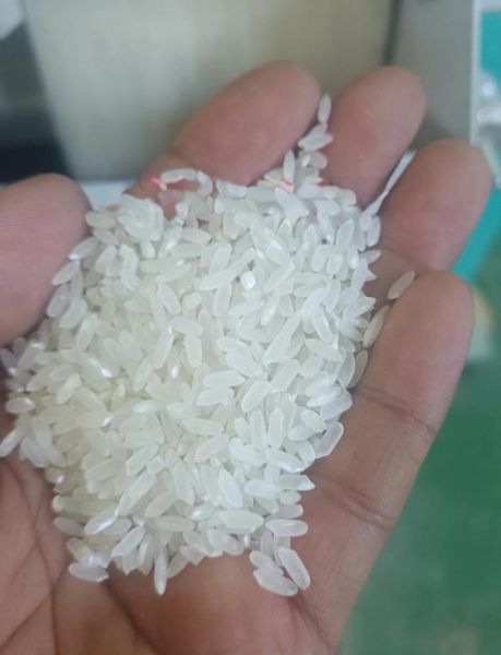 五常大米是粳米还是籼米_五常大米口感为什么好-第1张图片-山城妙识