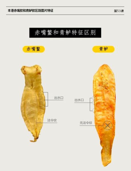 最好的鱼胶是哪种鱼_鱼胶品种排行榜-第3张图片-山城妙识