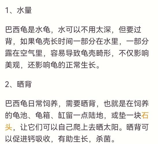 新手养龟要注意什么_乌龟怎么养才健康-第1张图片-山城妙识 新手养龟要注意什么_乌龟怎么养才健康-第1张图片-山城妙识