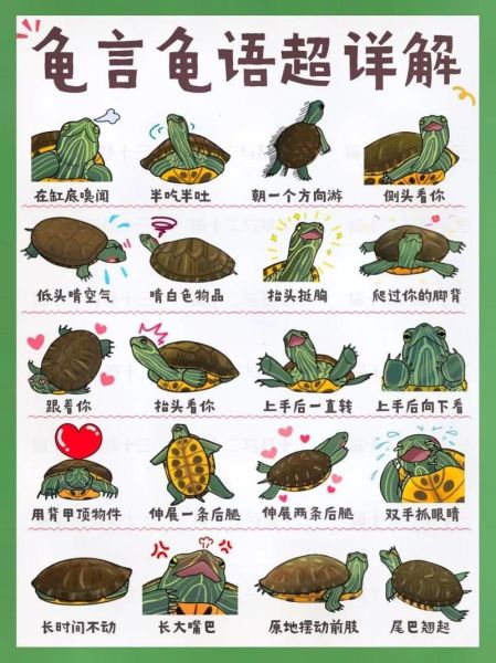 新手养龟要注意什么_乌龟怎么养才健康-第2张图片-山城妙识 新手养龟要注意什么_乌龟怎么养才健康-第2张图片-山城妙识