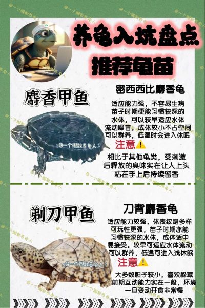 新手养龟要注意什么_乌龟怎么养才健康-第3张图片-山城妙识 新手养龟要注意什么_乌龟怎么养才健康-第3张图片-山城妙识