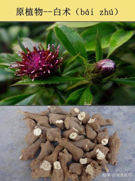 脾虚用生白术还是炒白术_区别与选择-第2张图片-山城妙识