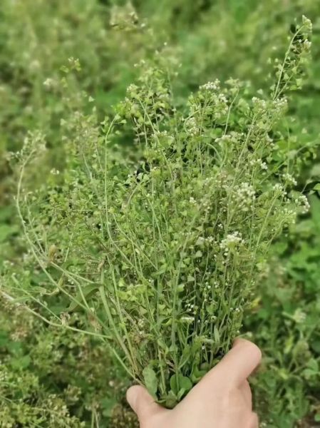 三月三用什么菜煮鸡蛋_三月三煮鸡蛋的草叫什么-第1张图片-山城妙识 三月三用什么菜煮鸡蛋_三月三煮鸡蛋的草叫什么-第1张图片-山城妙识