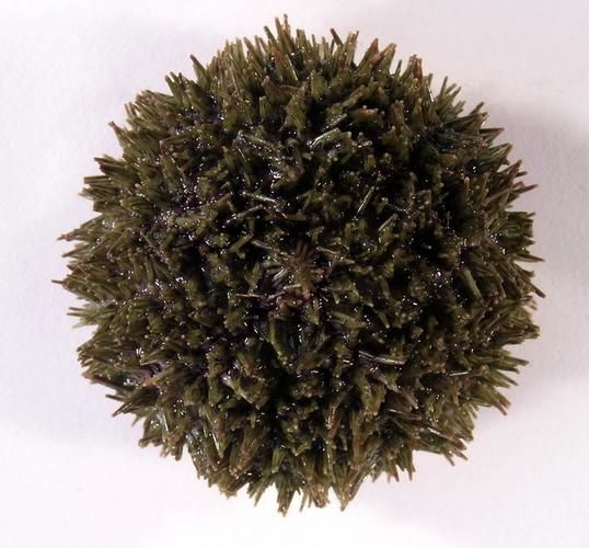 马粪海胆图片长什么样_如何分辨真假马粪海胆-第3张图片-山城妙识