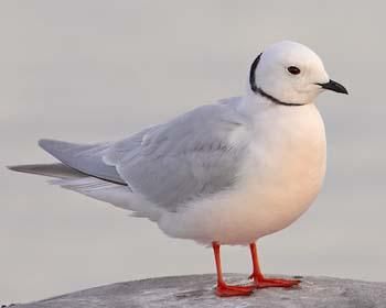 what_is_a_mexican_wrap_called_in_english-第3张图片-山城妙识