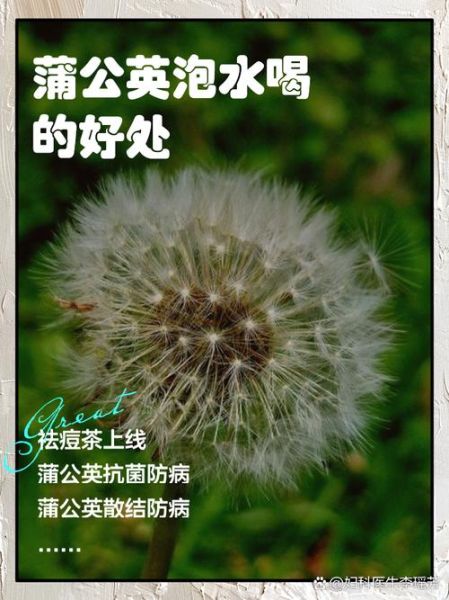 蒲公英泡水喝有什么作用_蒲公英根茶的功效与禁忌-第1张图片-山城妙识 蒲公英泡水喝有什么作用_蒲公英根茶的功效与禁忌-第1张图片-山城妙识