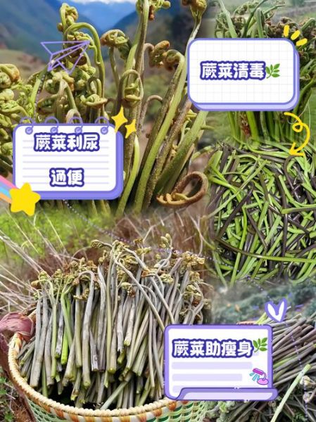 蕨菜的营养价值_蕨菜的功效与作用-第1张图片-山城妙识