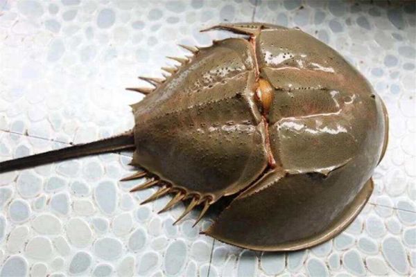 鲎可以吃吗_鲎的毒性有多强-第1张图片-山城妙识 鲎可以吃吗_鲎的毒性有多强-第1张图片-山城妙识