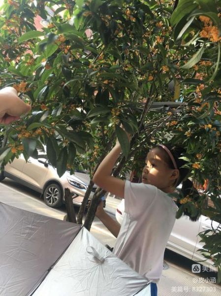 桂花蜜免费阅读_哪里能看正版全文-第2张图片-山城妙识 桂花蜜免费阅读_哪里能看正版全文-第2张图片-山城妙识