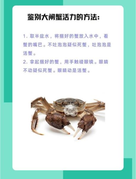 大闸蟹怎么保存_大闸蟹保存多久不会死-第2张图片-山城妙识