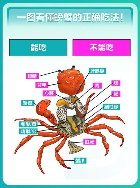 小螃蟹怎么吃图解_小螃蟹怎么吃视频教程-第1张图片-山城妙识 小螃蟹怎么吃图解_小螃蟹怎么吃视频教程-第1张图片-山城妙识