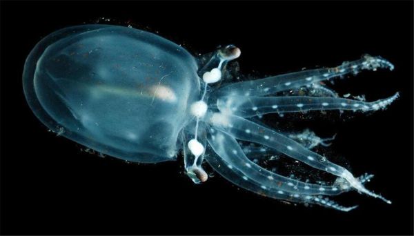 深海100000米以下生物_真的存在吗-第3张图片-山城妙识