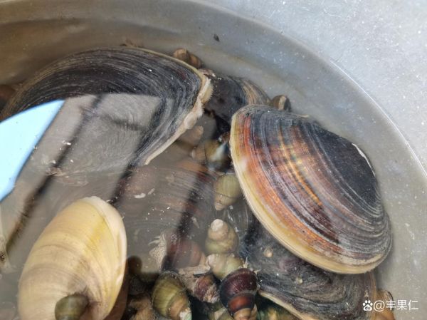 河蚌可以清水养吗_清水养河蚌能活多久-第1张图片-山城妙识 河蚌可以清水养吗_清水养河蚌能活多久-第1张图片-山城妙识