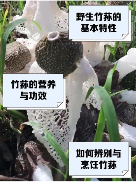 竹荪图片价格_竹荪多少钱一斤-第3张图片-山城妙识