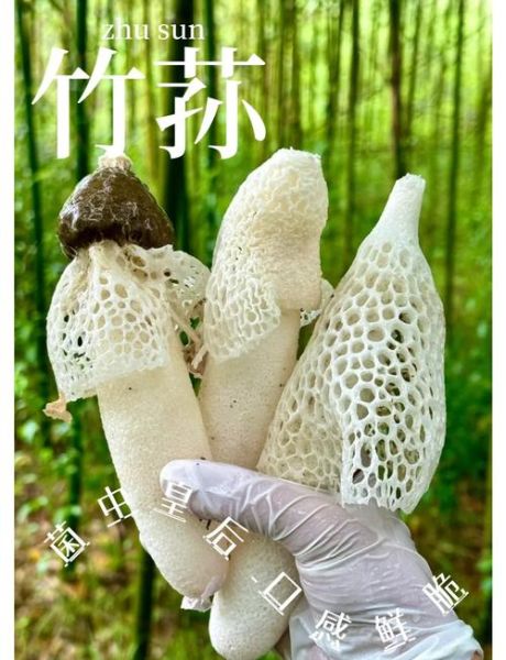 竹荪图片价格_竹荪多少钱一斤-第2张图片-山城妙识