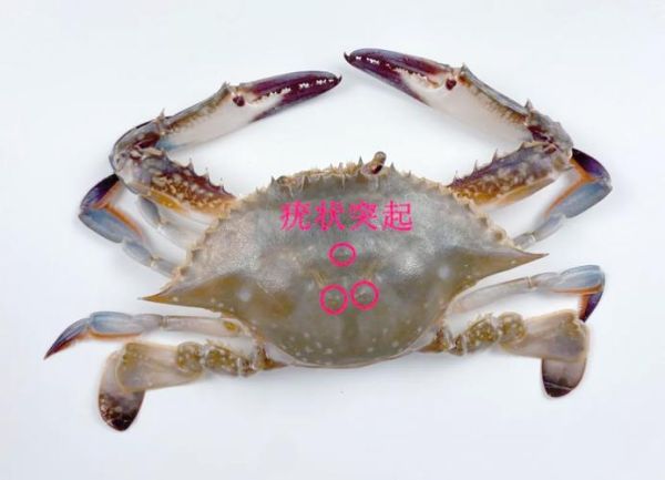 三疣梭子蟹怎么读_三疣梭子蟹读音拼音-第1张图片-山城妙识