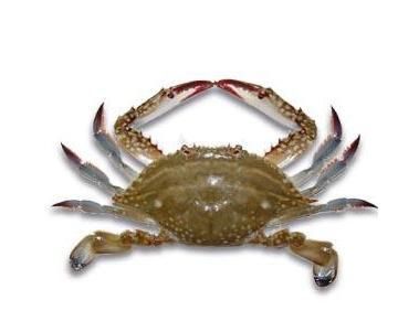 三疣梭子蟹怎么读_三疣梭子蟹读音拼音-第3张图片-山城妙识