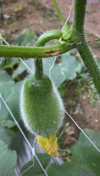 节瓜又叫什么瓜_节瓜与冬瓜的区别-第1张图片-山城妙识