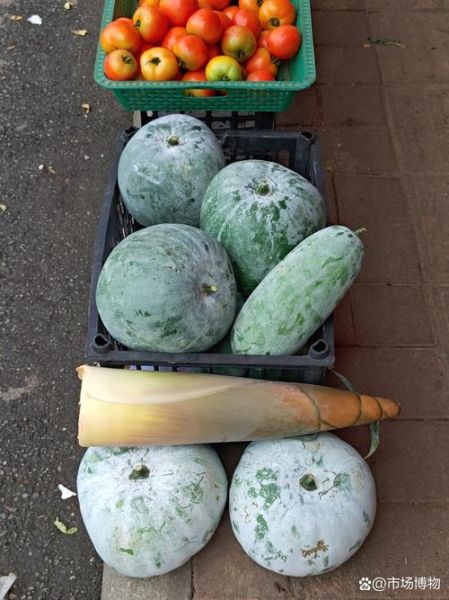 节瓜又叫什么瓜_节瓜与冬瓜的区别-第2张图片-山城妙识