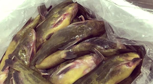 黄刺鱼怎么熬汤才好吃_黄刺鱼汤的做法窍门-第2张图片-山城妙识 黄刺鱼怎么熬汤才好吃_黄刺鱼汤的做法窍门-第2张图片-山城妙识