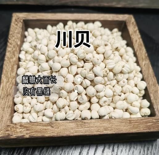 川贝价格多少一克2019_2019川贝多少钱一克-第1张图片-山城妙识