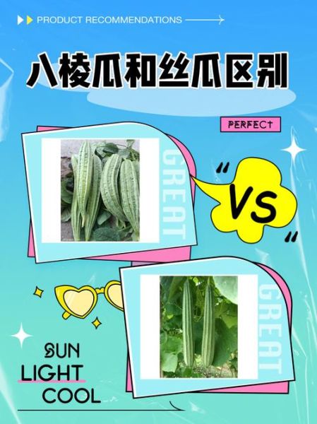 八棱瓜和丝瓜的区别_哪个更好吃-第1张图片-山城妙识