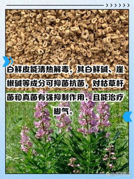白鲜皮的功效与作用_白鲜皮多少钱一斤-第2张图片-山城妙识