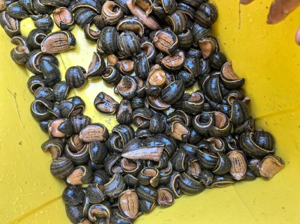 蝗鱼图片_如何分辨真假蝗鱼-第1张图片-山城妙识 蝗鱼图片_如何分辨真假蝗鱼-第1张图片-山城妙识