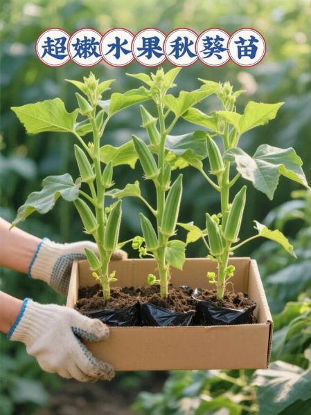 秋葵app怎么下载_秋葵app安全吗-第2张图片-山城妙识