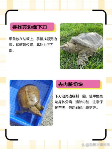 杀甲鱼的正确方法_甲鱼怎么处理干净-第2张图片-山城妙识