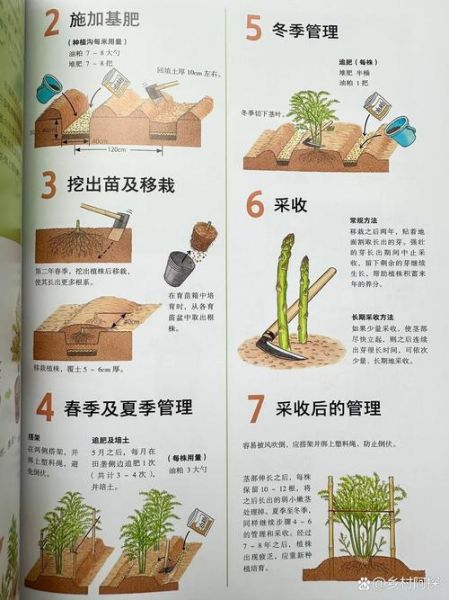 芦笋种子什么时候种_芦笋种子怎么种-第1张图片-山城妙识