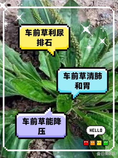 车前子能长期泡水喝吗_车前子功效与作用图片-第3张图片-山城妙识
