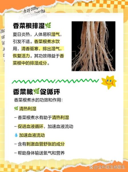 香菜根煮水能天天喝吗_香菜根煮水的功效与作用-第2张图片-山城妙识