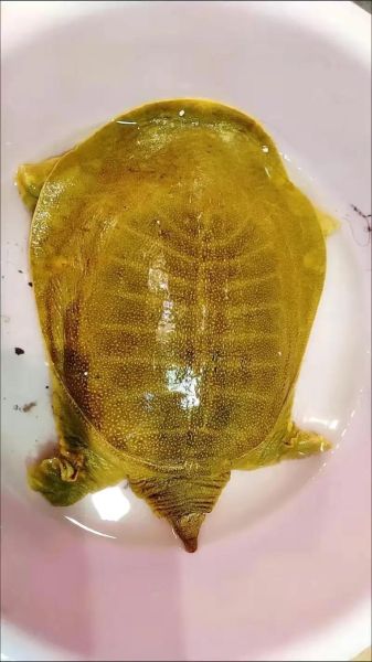 甲鱼多少钱一斤_甲鱼价格行情中国水产网-第3张图片-山城妙识